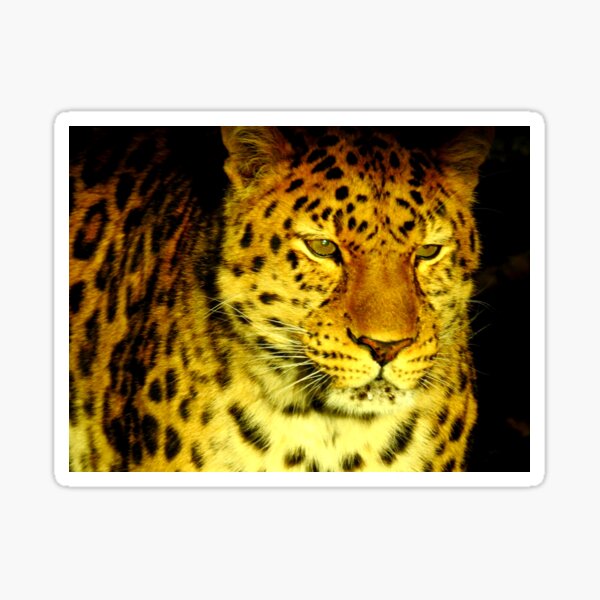 "Amur Leopard Three" Sticker for Sale by Barnbk02 | Redbubble