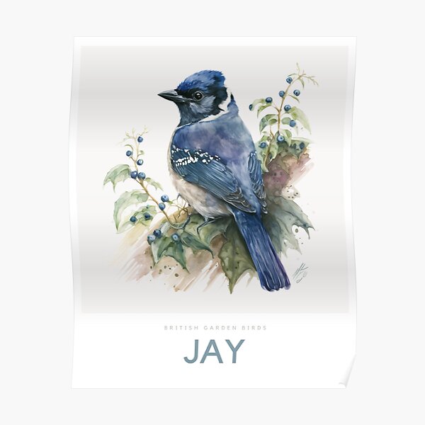 "British Garden Birds: Jay" Poster for Sale by andreipopescu | Redbubble