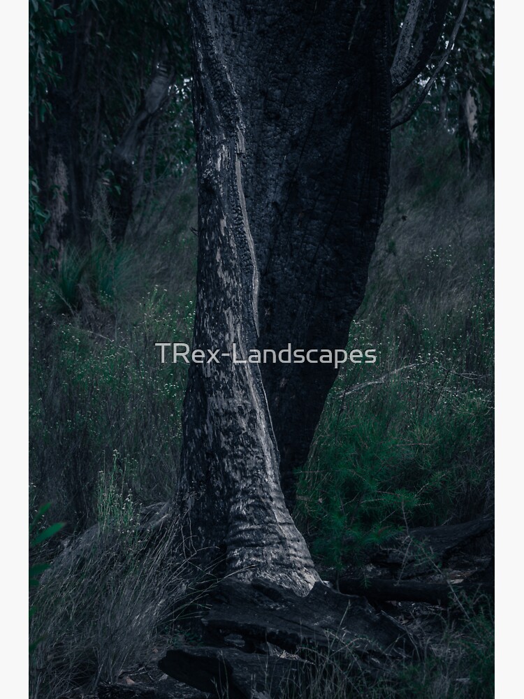 "Dark & Moody burnt out tree trunk after bushfire, Australia" Sticker ...
