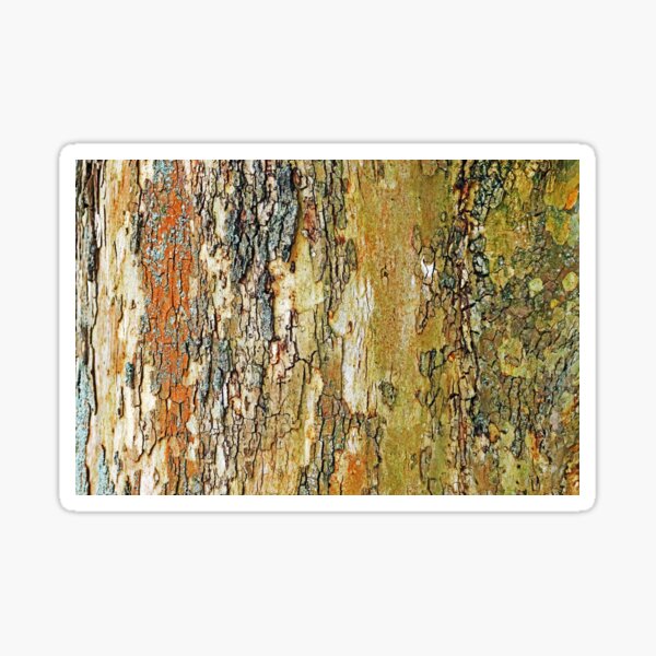 "Colors Of Eastern Sycamore III" Sticker for Sale by debop1 | Redbubble
