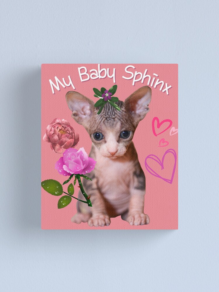 Cute Baby Sphinx Drawings White Blue Eyed Hairless Baby Sphynx, Sphinx