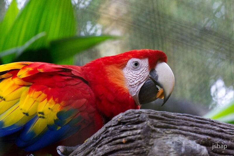 "Costa Rican Parrot" by jshap | Redbubble