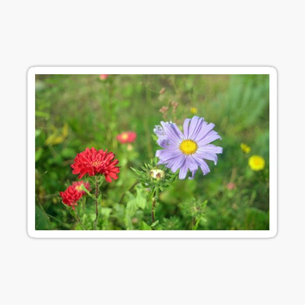 "pretty purple and red aster daisy flowers in a garden" Sticker for ...