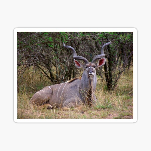 "Kudu Bull | African Wildlife" Sticker for Sale by Artisnaps | Redbubble