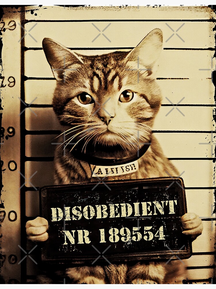 "Mugshot of a disobedient cat - Funny humor meme joke aesthetic animal" Poster for Sale by ...
