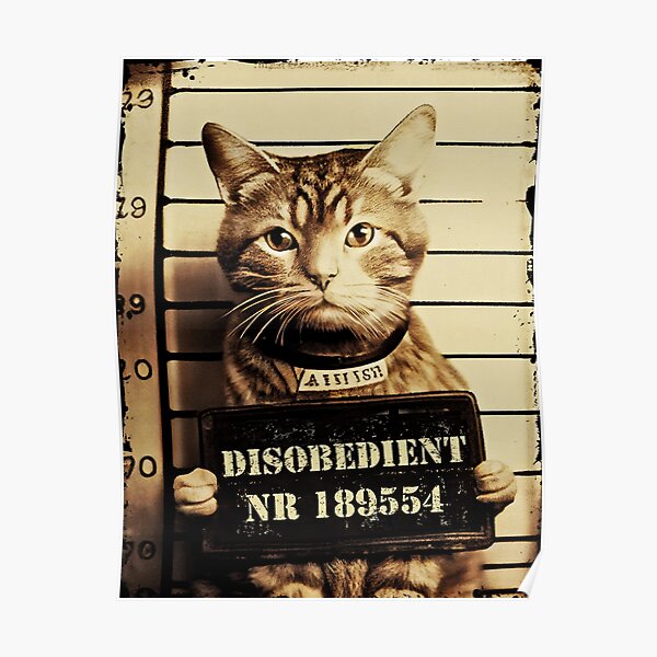 "Mugshot of a disobedient cat - Funny humor meme joke aesthetic animal ...