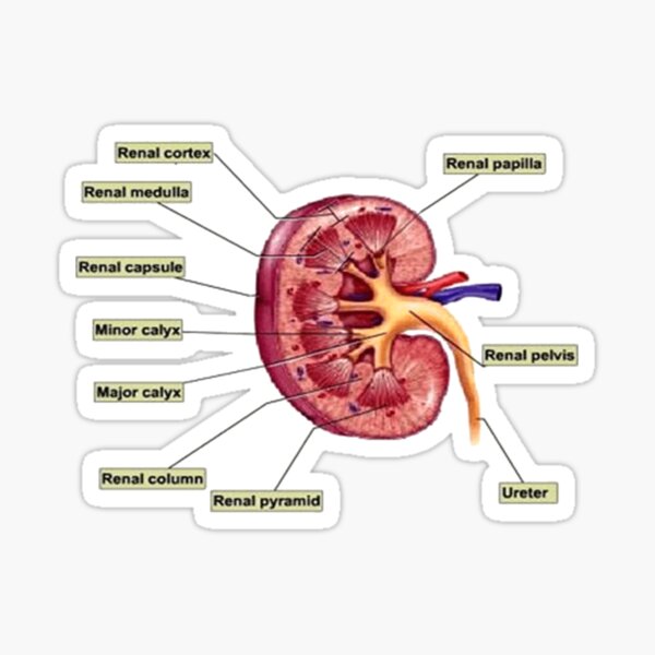 "Human anatomy. Kidneys." Sticker for Sale by NIK8818 | Redbubble