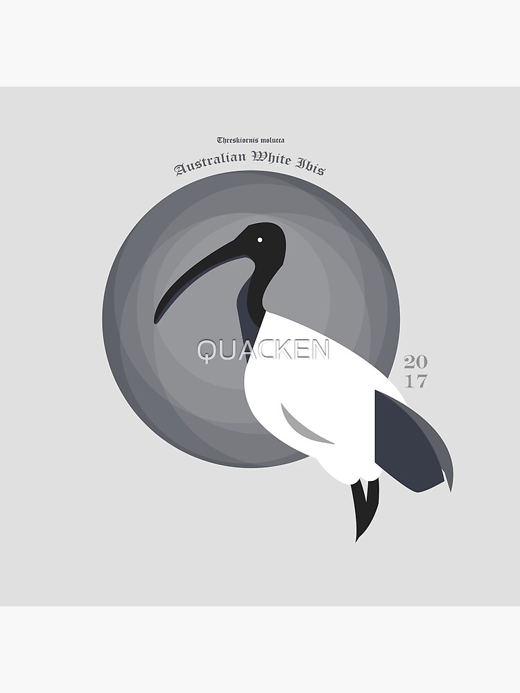 "Australian White Ibis - Bin Chicken" Poster by QUACKEN | Redbubble