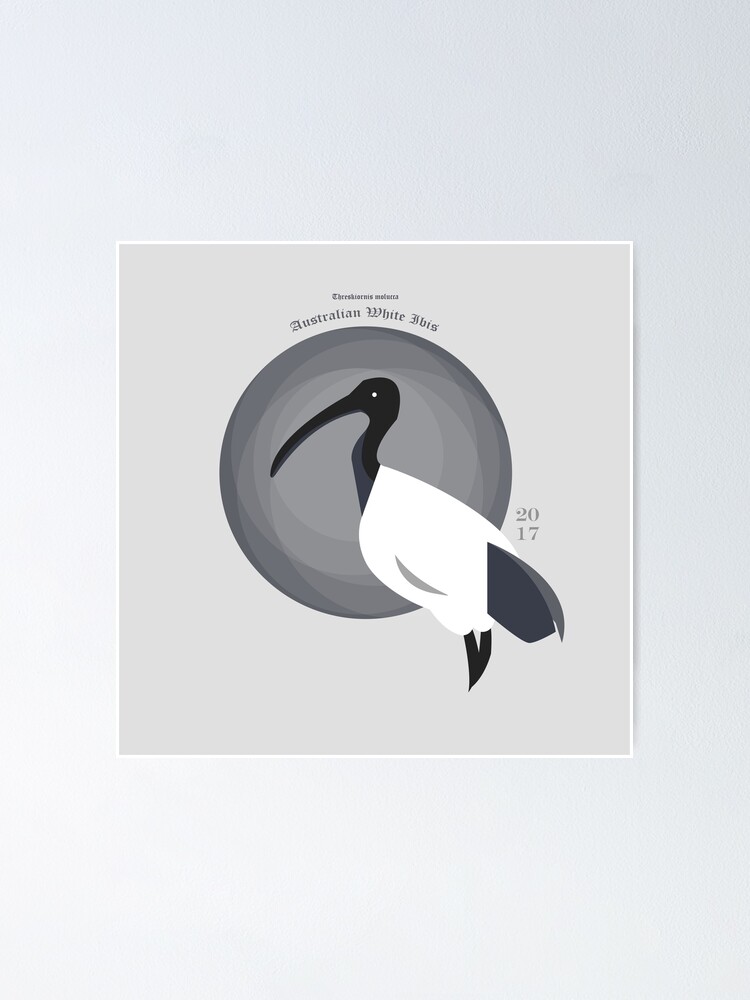 "Australian White Ibis - Bin Chicken" Poster by QUACKEN | Redbubble