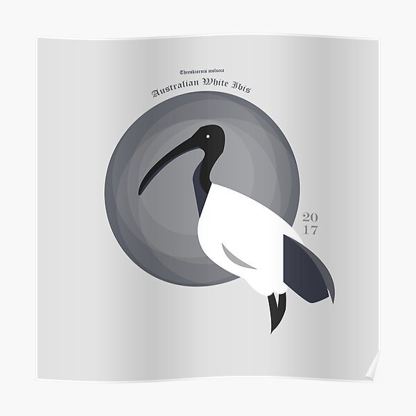 "Australian White Ibis - Bin Chicken" Poster by QUACKEN | Redbubble