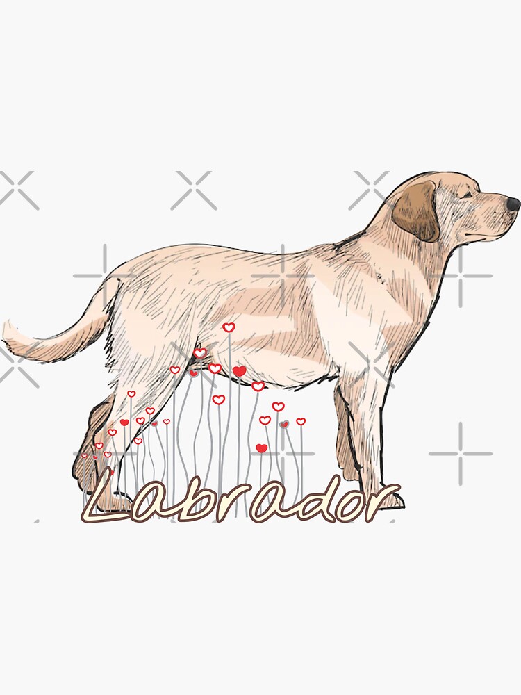 "I Love Labrador Retriever, Nice Design, hand drawing for lovers of the ...