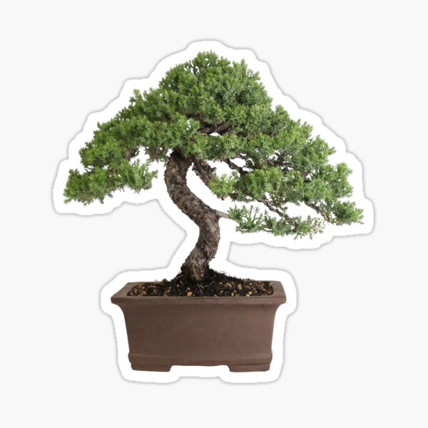"Bonsai Tree" Sticker for Sale by Owl-House | Redbubble