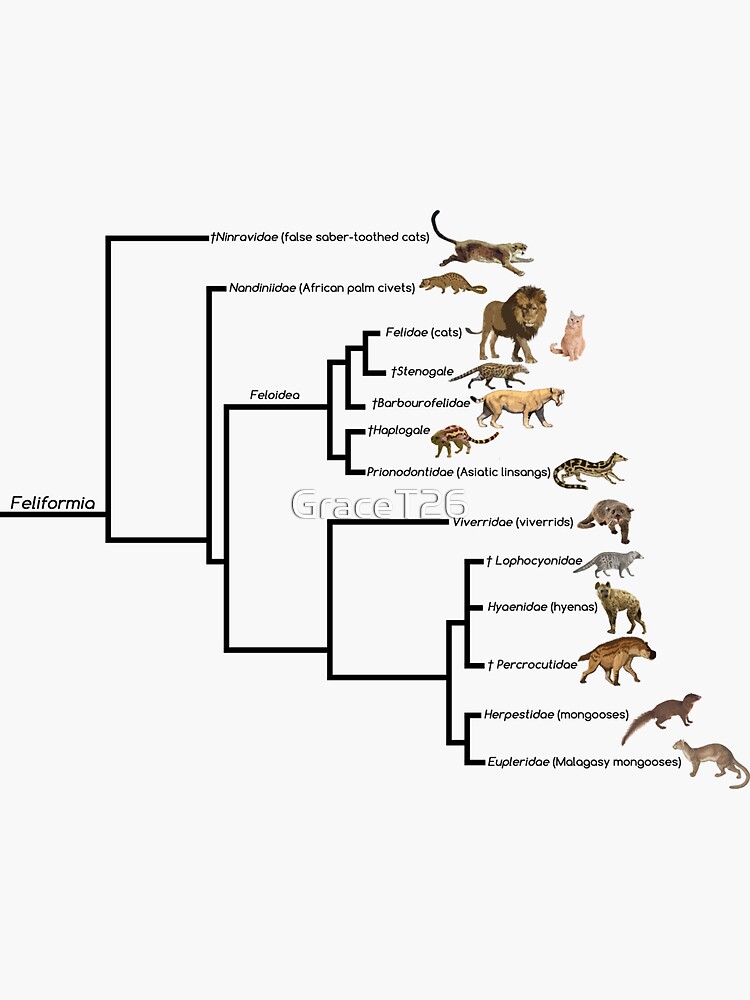 "Feliformia" Sticker for Sale by GraceT26 | Redbubble