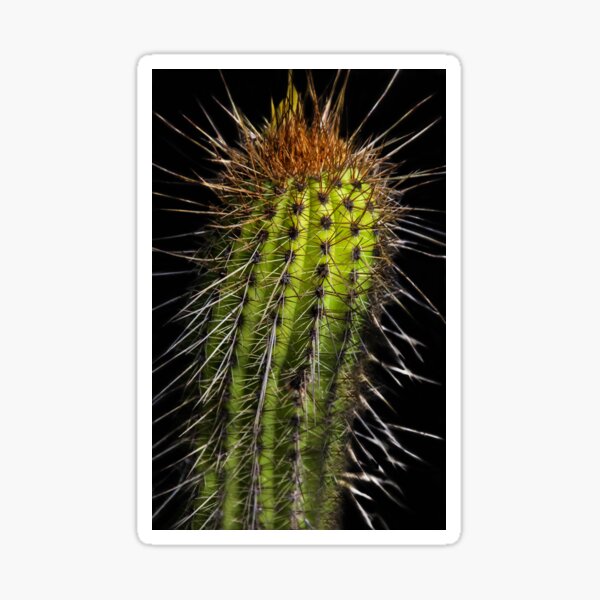 "Erect & Prickly!" Sticker for Sale by heatherfriedman | Redbubble