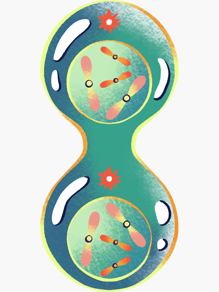 "Mitosis Cell Division" Sticker for Sale by PotluckPrints | Redbubble