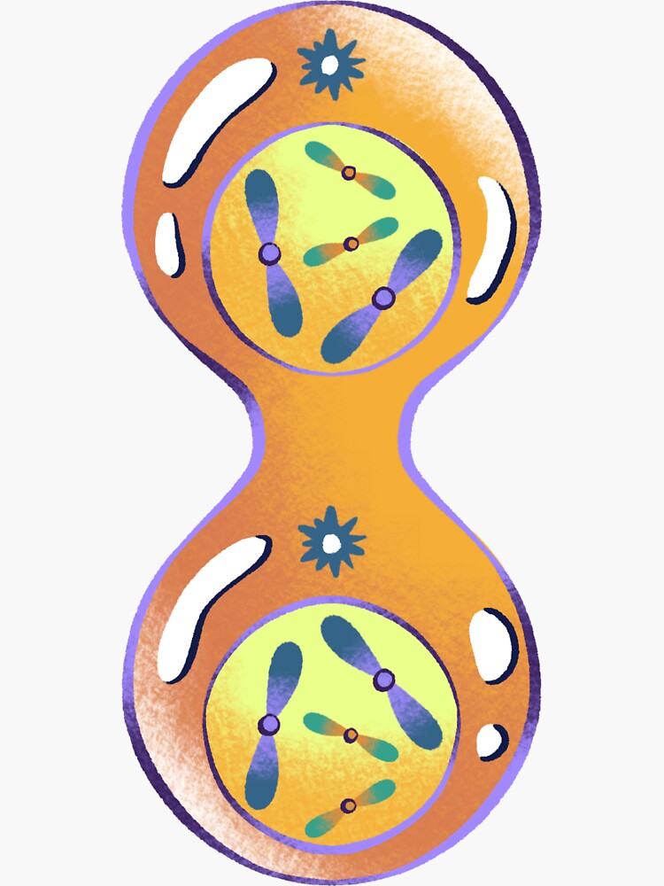 "Mitosis Cell Division" Sticker for Sale by PotluckPrints | Redbubble