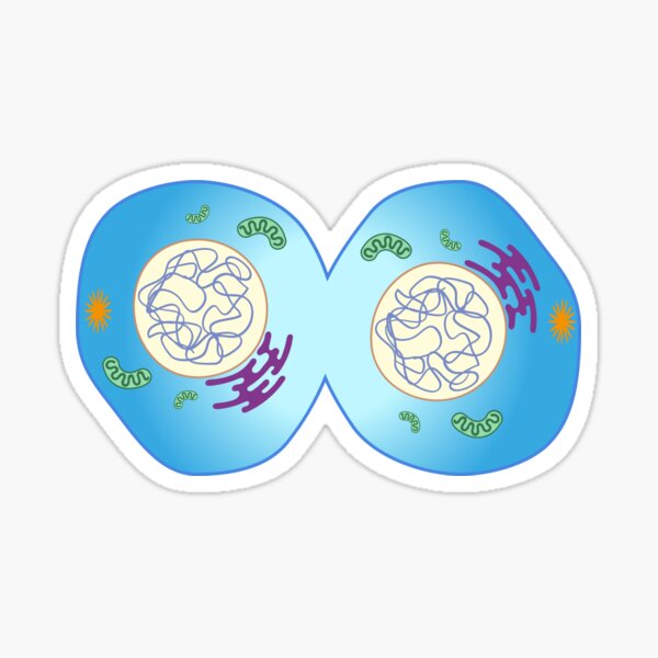 "Mitosis Cell Division" Sticker for Sale by PotluckPrints | Redbubble
