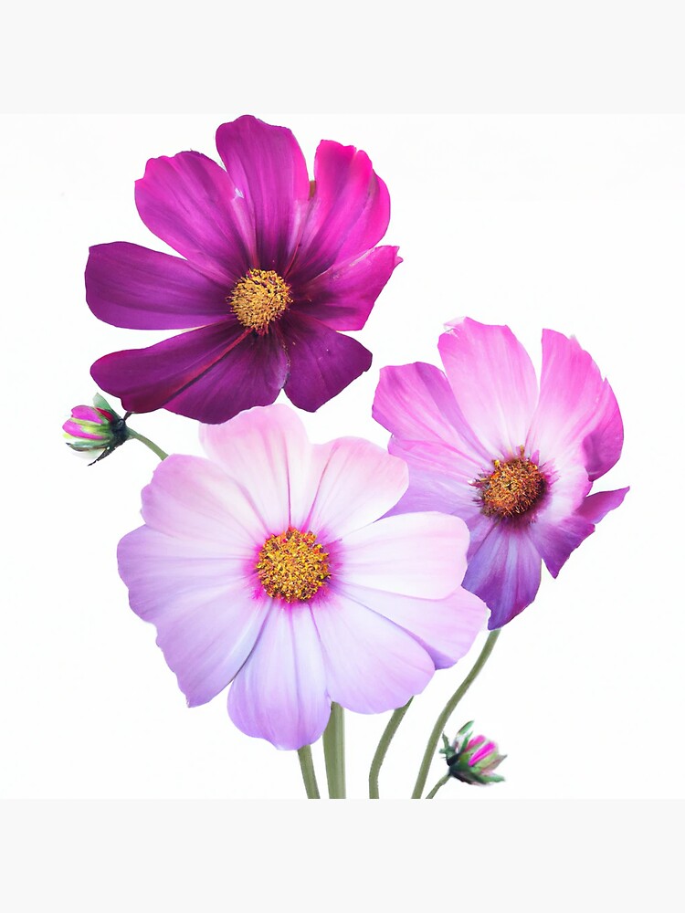 "Purple Cosmos Flowers" Sticker for Sale by brandonv111 | Redbubble