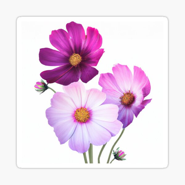 "Purple Cosmos Flowers" Sticker for Sale by brandonv111 | Redbubble