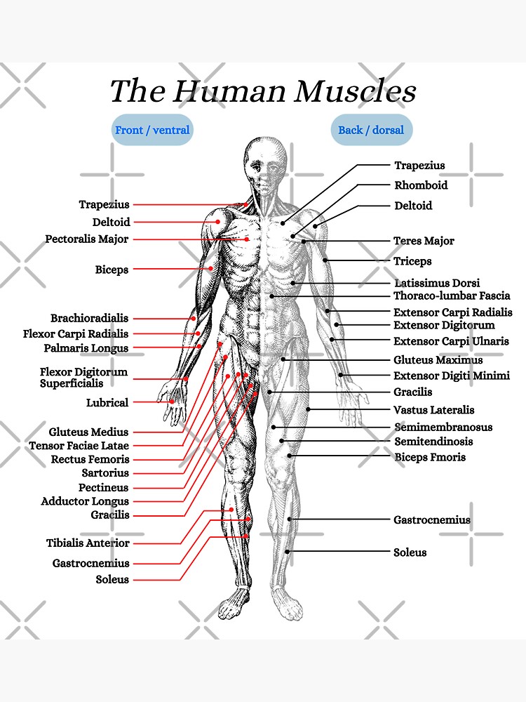 Anatomie Des Menschlichen Muskels Anatomie Der Menschlichen Muskeln
