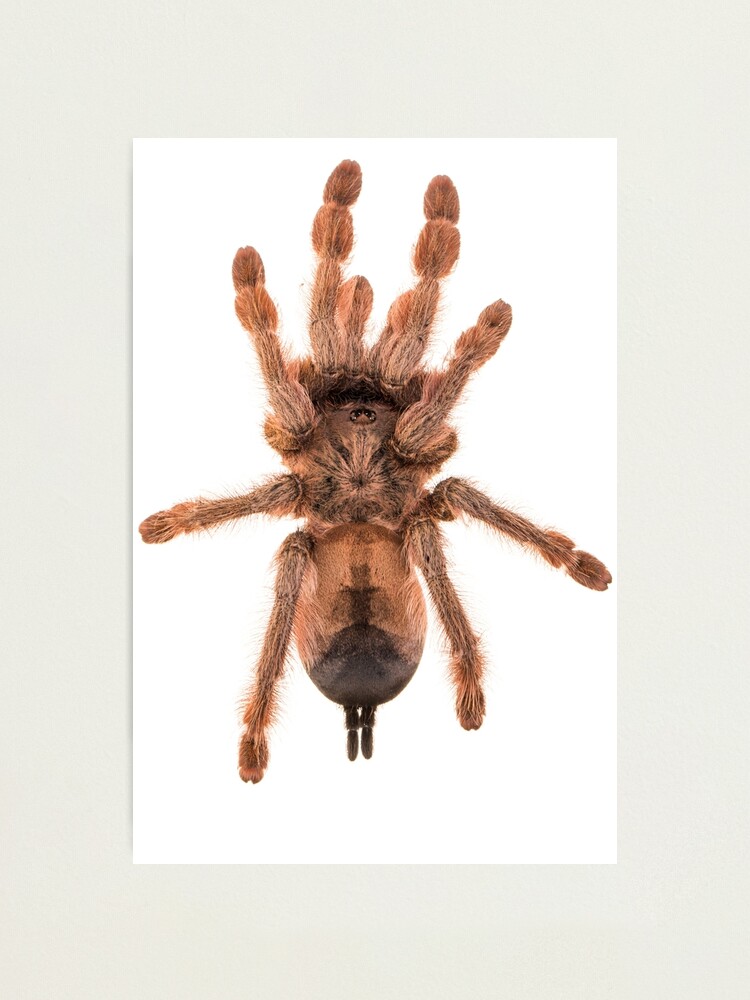 "Panama Blonde Tarantula (Psalmopoeus pulcher)" Photographic Print for ...