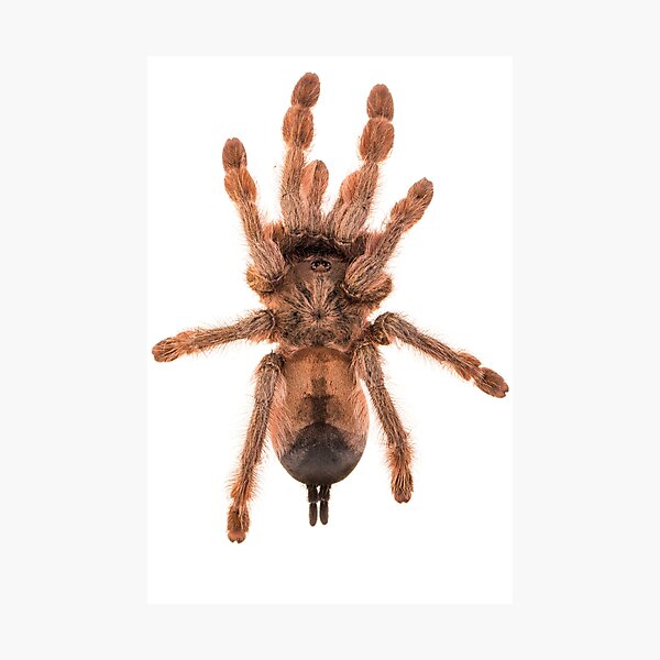 "Panama Blonde Tarantula (Psalmopoeus pulcher)" Photographic Print for ...