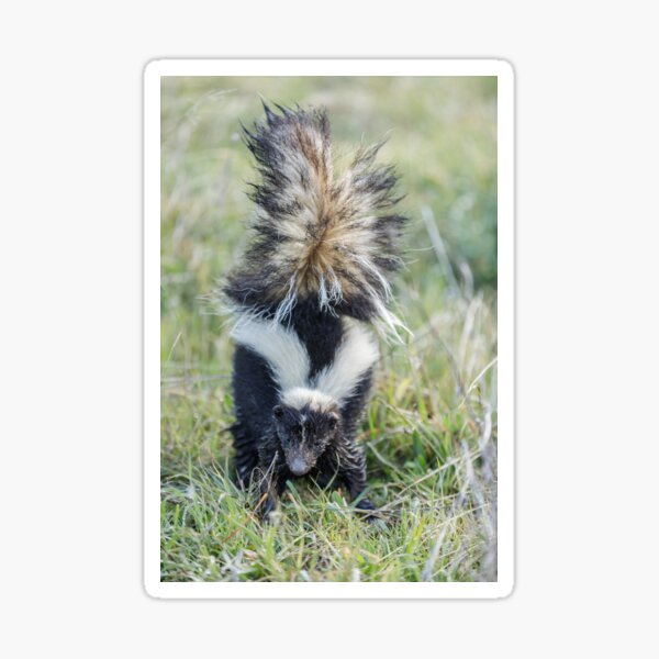"Striped Skunk in defensive spraying posture" Sticker for Sale by ...