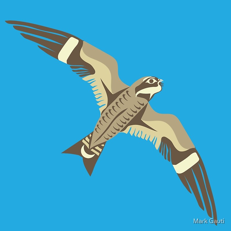 "Common Nighthawk" by Mark Gauti | Redbubble