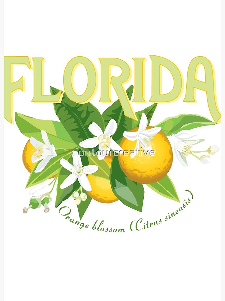 "Florida - State Flower, Orange Blossom" Art Board Print for Sale by ...