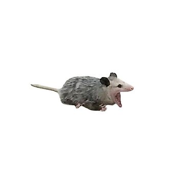 "Possum screaming meme" Sticker by CreativeDump | Redbubble