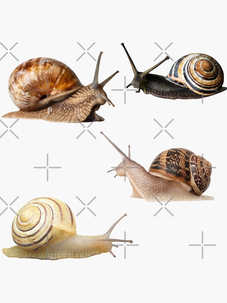 "Snails Sticker Pack" Sticker for Sale by CatGirl101 | Redbubble