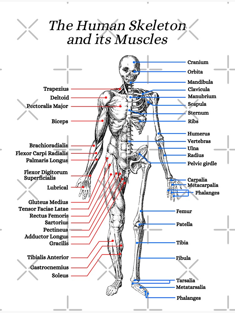"The Human Skeleton and its Muscles, anatomy, vintage" Sticker for Sale ...