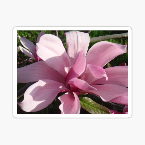 "A magnolia blossom - pink and fragrant //" Sticker for Sale by ...