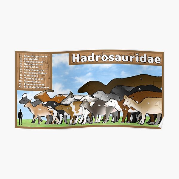 "Hadrosauridae Size Chart" Poster for Sale by charyzard | Redbubble