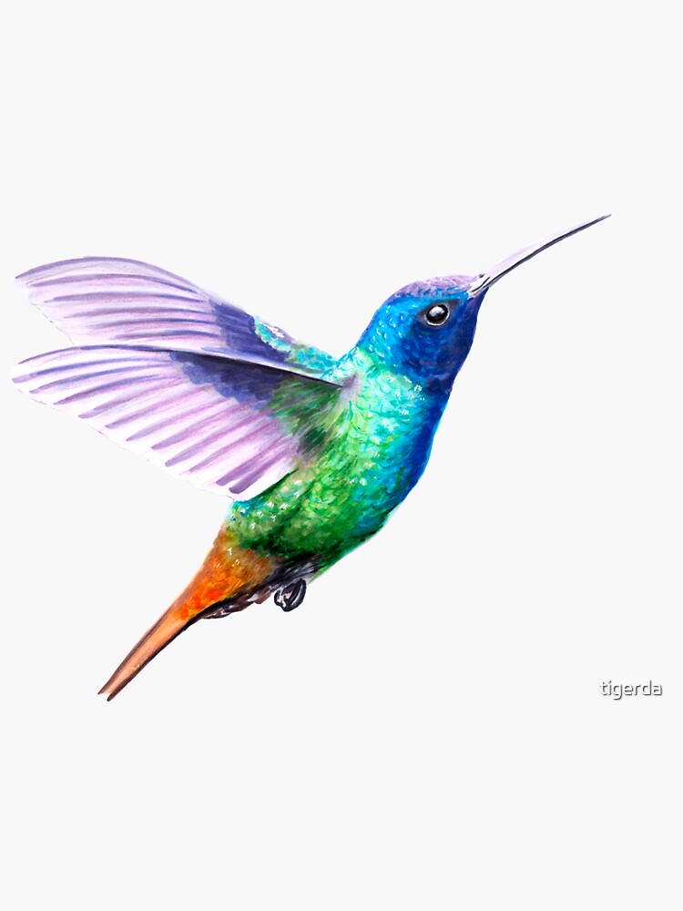 "Flying hummingbird" Sticker for Sale by tigerda | Redbubble