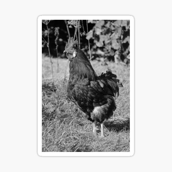"Free Range Chicken bw Vert Northern Ireland" Sticker for Sale by ...