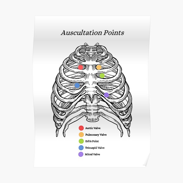 "The Human Ribs, auscultation point, anatomy" Poster for Sale by ...