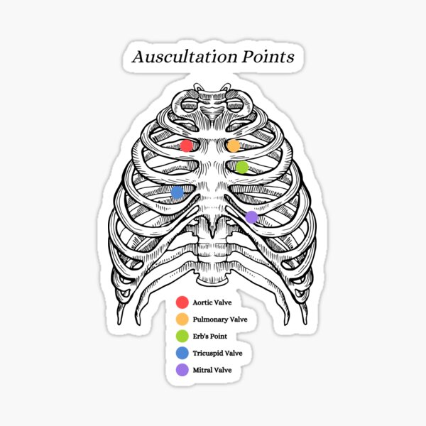 "Die menschlichen Rippen, Auskultationspunkt, Anatomie" Sticker von ...
