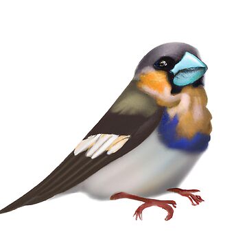 "Cute Finch Drawing" Sticker for Sale by WeHeartAnimals | Redbubble