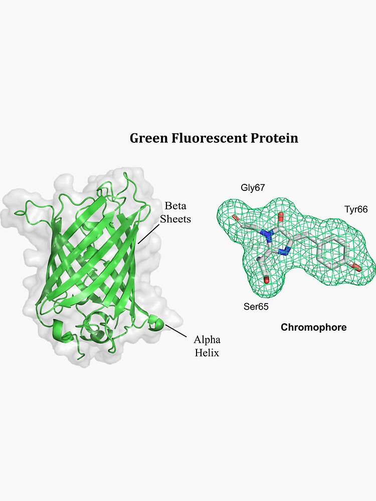 "Green Fluorescent Protein (GFP) " Sticker for Sale by DrEt-al | Redbubble