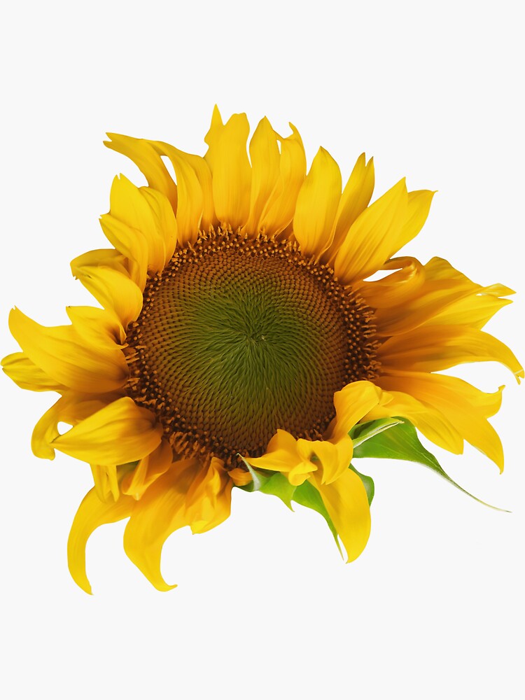 "sunflower bouquet, flower garden Sticker " Sticker for Sale by ...