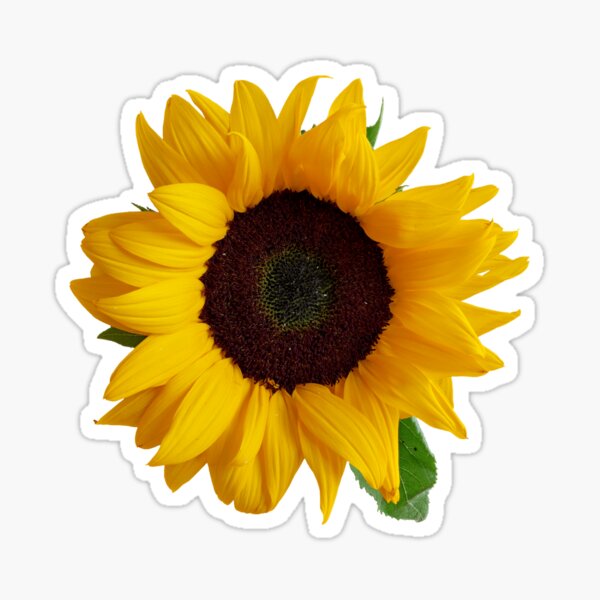 " sunflower bouquet, flower garden Sticker " Sticker for Sale by ...