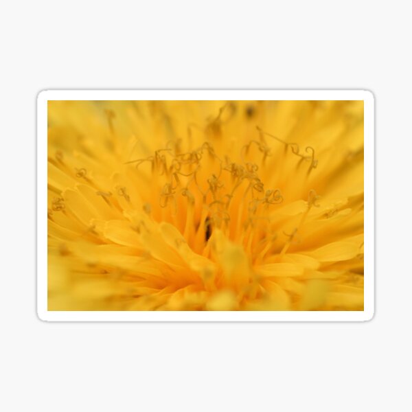 "dandelion" Sticker by Kankobasu | Redbubble