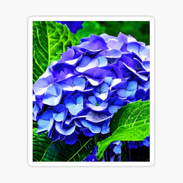 "Blue purple hydrangea flower" Sticker for Sale by gramizzia | Redbubble