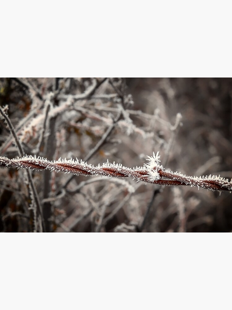 "Frosty Barbed Wire" Framed Art Print for Sale by MarniePatchett ...