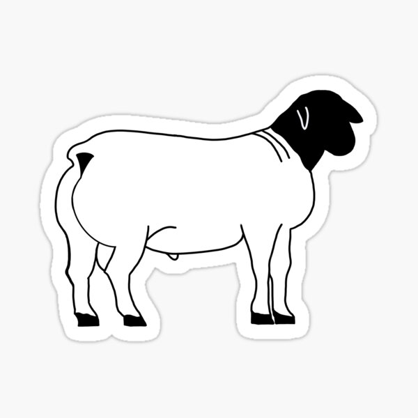 "Dorper Ram" Sticker for Sale by Steven Khansefid | Redbubble