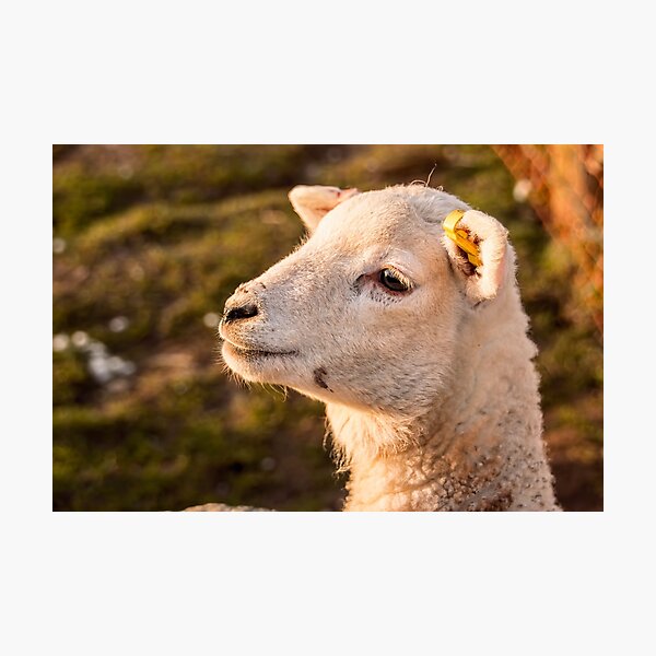"#55 What Ewe looking at?" Photographic Print by phutball | Redbubble