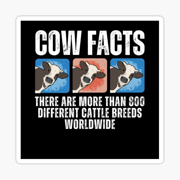 "Fun Facts about cows Different Cow breed Cow facts" Sticker for Sale ...