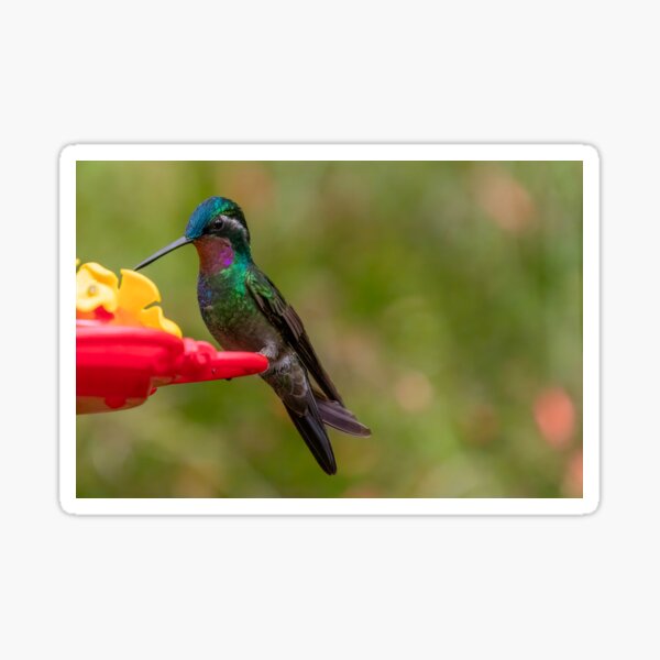 "Rainbow Colored Iridescent Hummingbird on Feeder" Sticker for Sale by ...