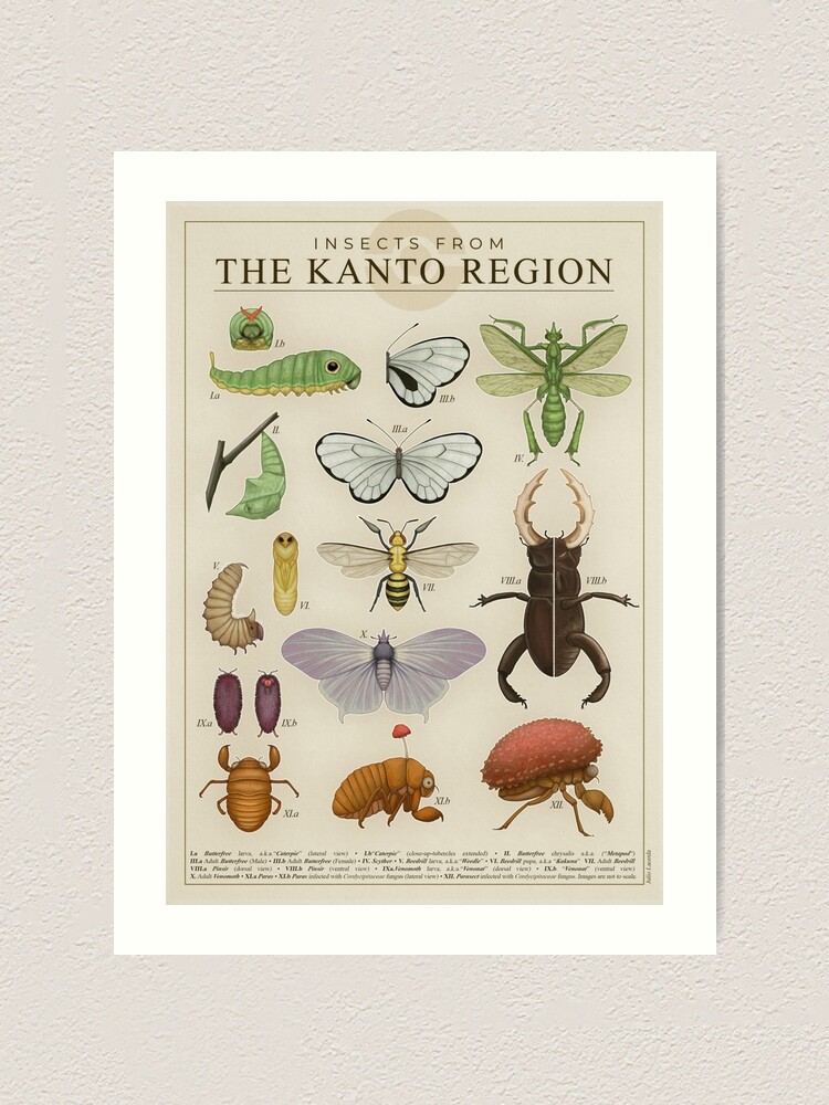 "Insects from the Kanto Region" Art Print for Sale by julio-lacerda ...
